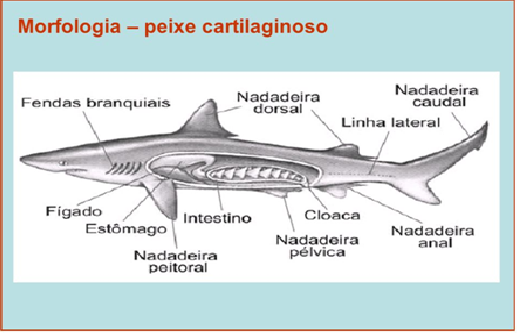 Peixes :: 2-1-biogatxs